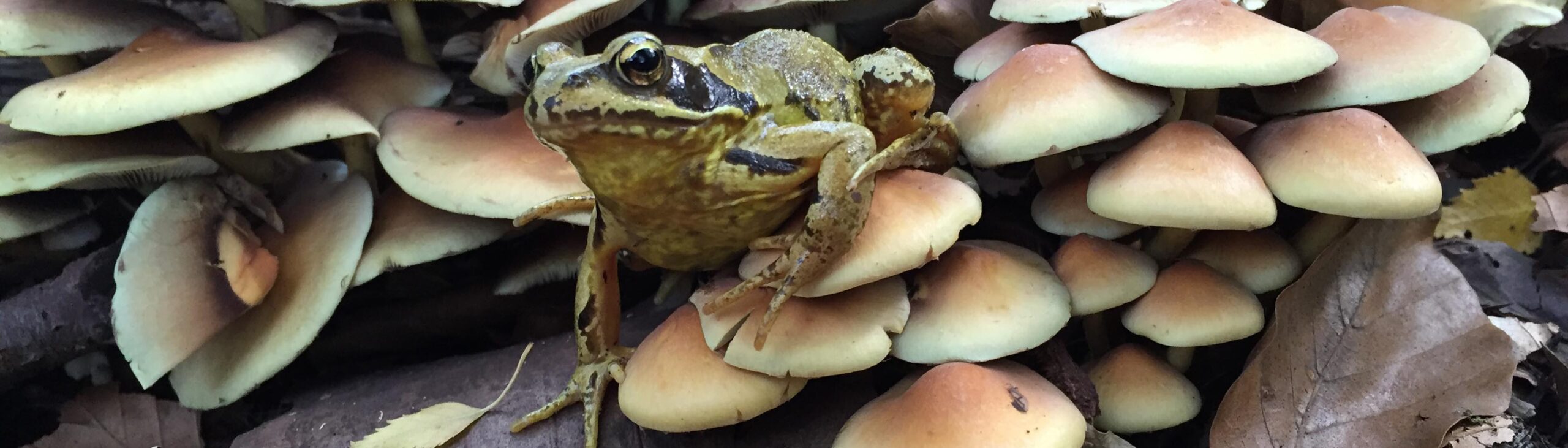 Workshop ‘Paddenstoelenfotografie’ in de Kaapse bossen | Rob Doolaard Dieren- en Natuurfotografie
