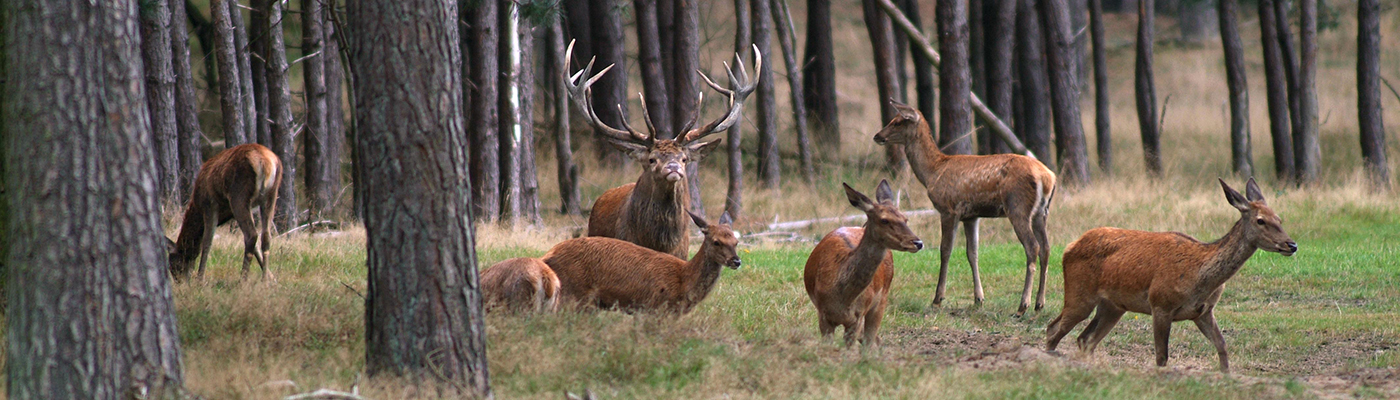 Workshop Avontuurlijk fotograferen op de Hoge Veluwe | Rob Doolaard Dieren- en Natuurfotografie