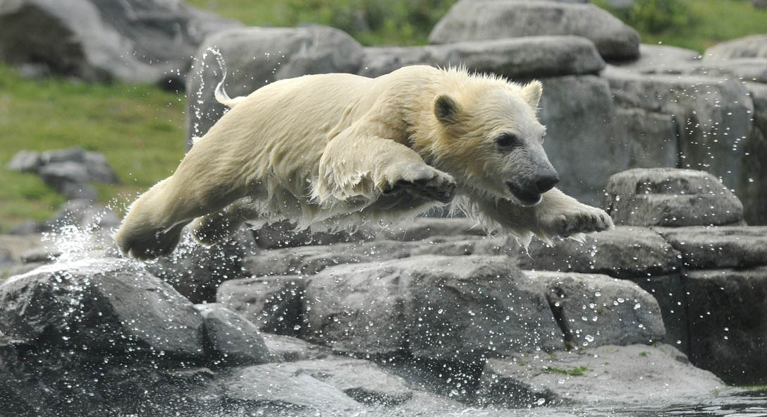 Fotografieworkshops 2025 | Rob Doolaard Dieren- en Natuurfotografie