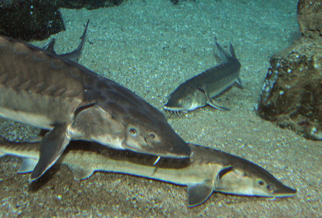 europese steur / steurenvis vissen | Rob Doolaard Dieren- en Natuurfotografie