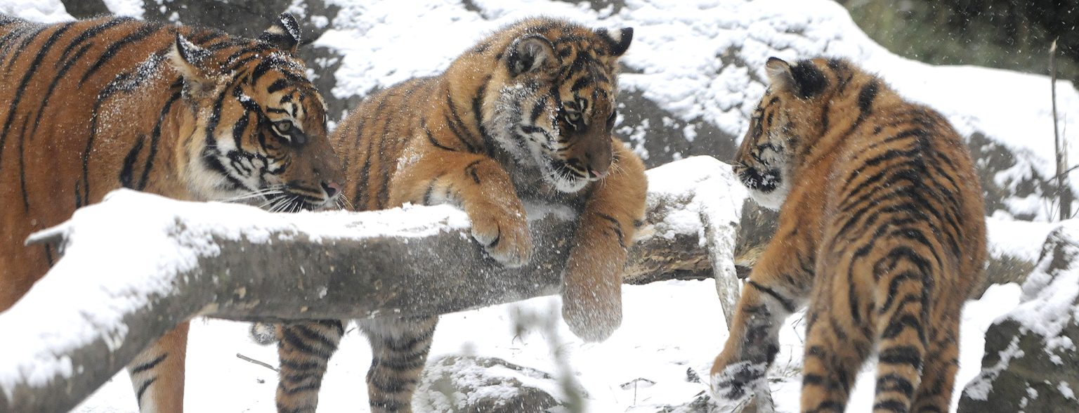 Natuurlijk fotograferen in de dierentuin | Rob Doolaard Dieren- en Natuurfotografie
